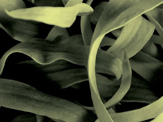 Assai Palm Fruit – Elemis Indonesia